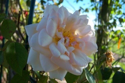 Rosa 'Marechal Niel' - Rosier 'marechal niel', Rosier, Rose 'marechal ...